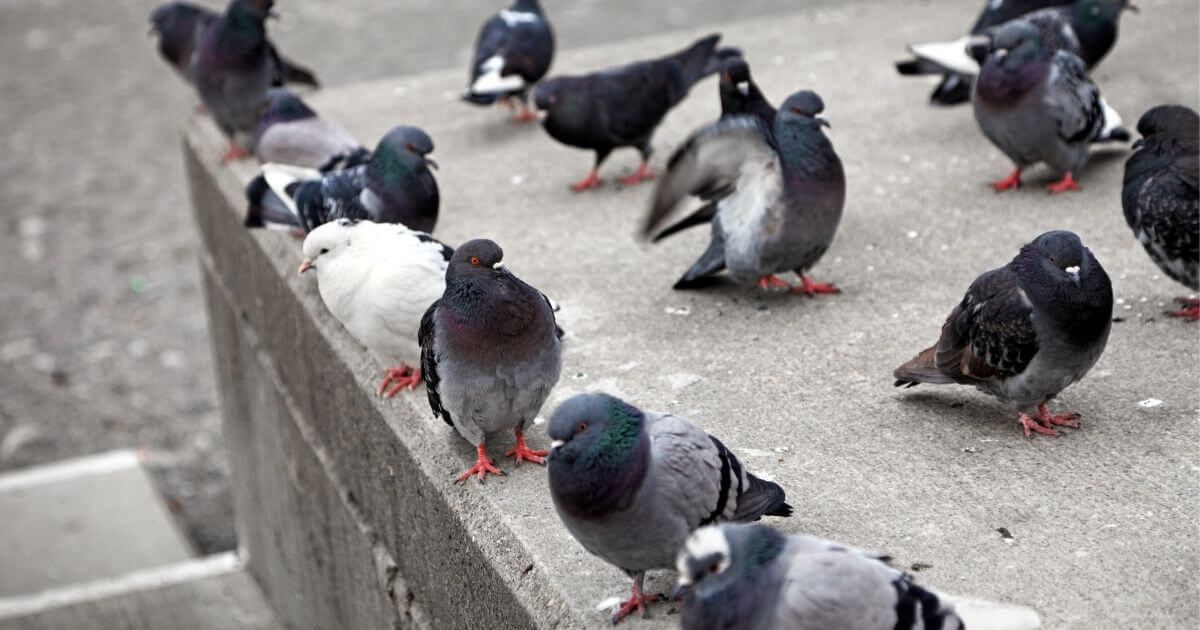 How to get rid of birds in your facility the right way!